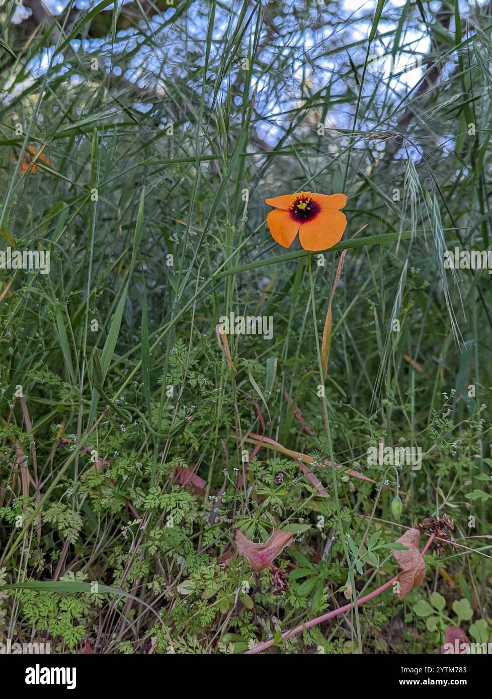 wind poppy (Papaver heterophyllum Stock Photo - Alamy