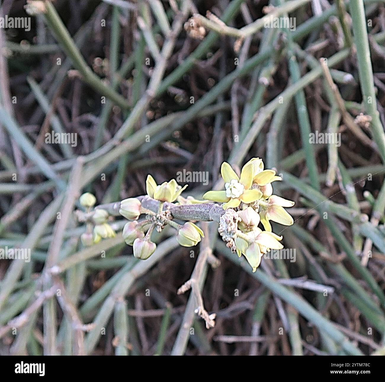 Caustic Vine (Cynanchum viminale Stock Photo - Alamy