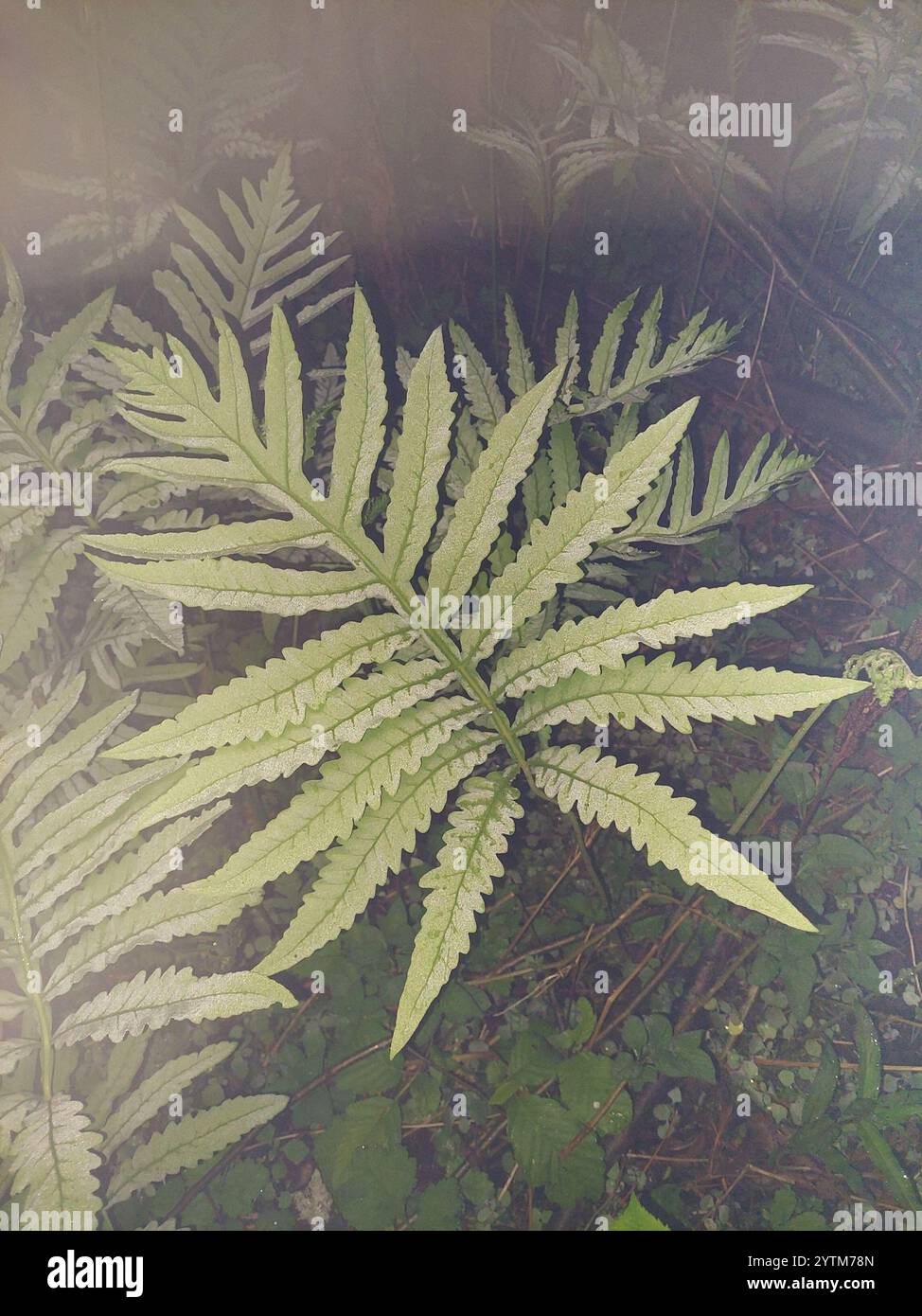 sensitive fern (Onoclea sensibilis Stock Photo - Alamy