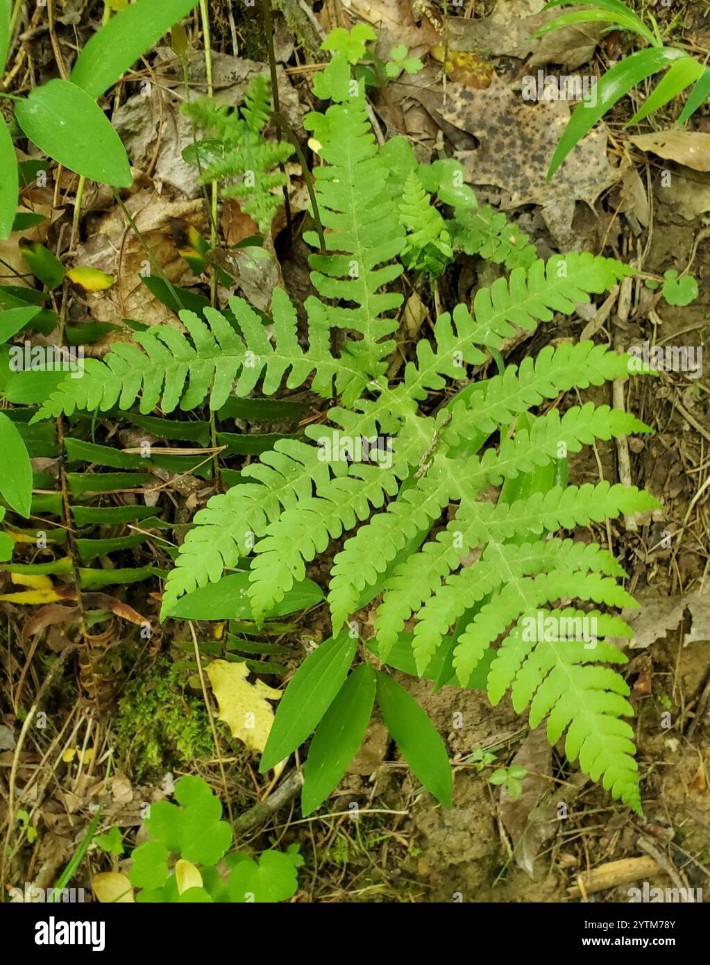 broad beech fern (Phegopteris hexagonoptera Stock Photo - Alamy