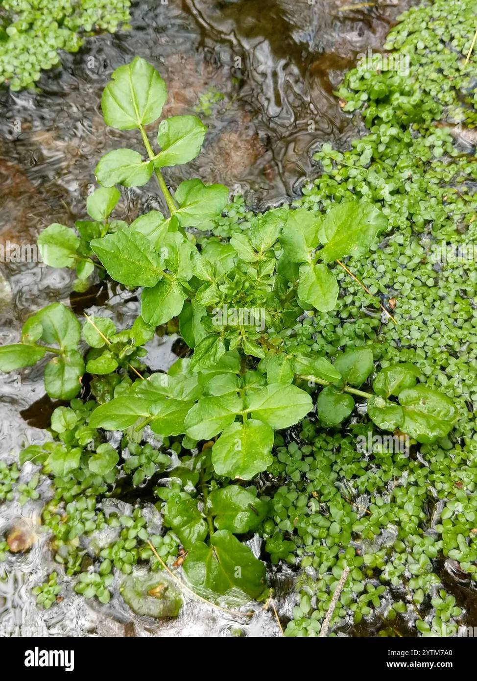 watercress (Nasturtium officinale Stock Photo - Alamy