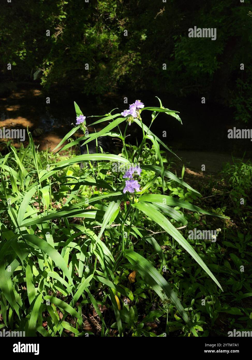 Zigzag Spiderwort (Tradescantia subaspera Stock Photo - Alamy