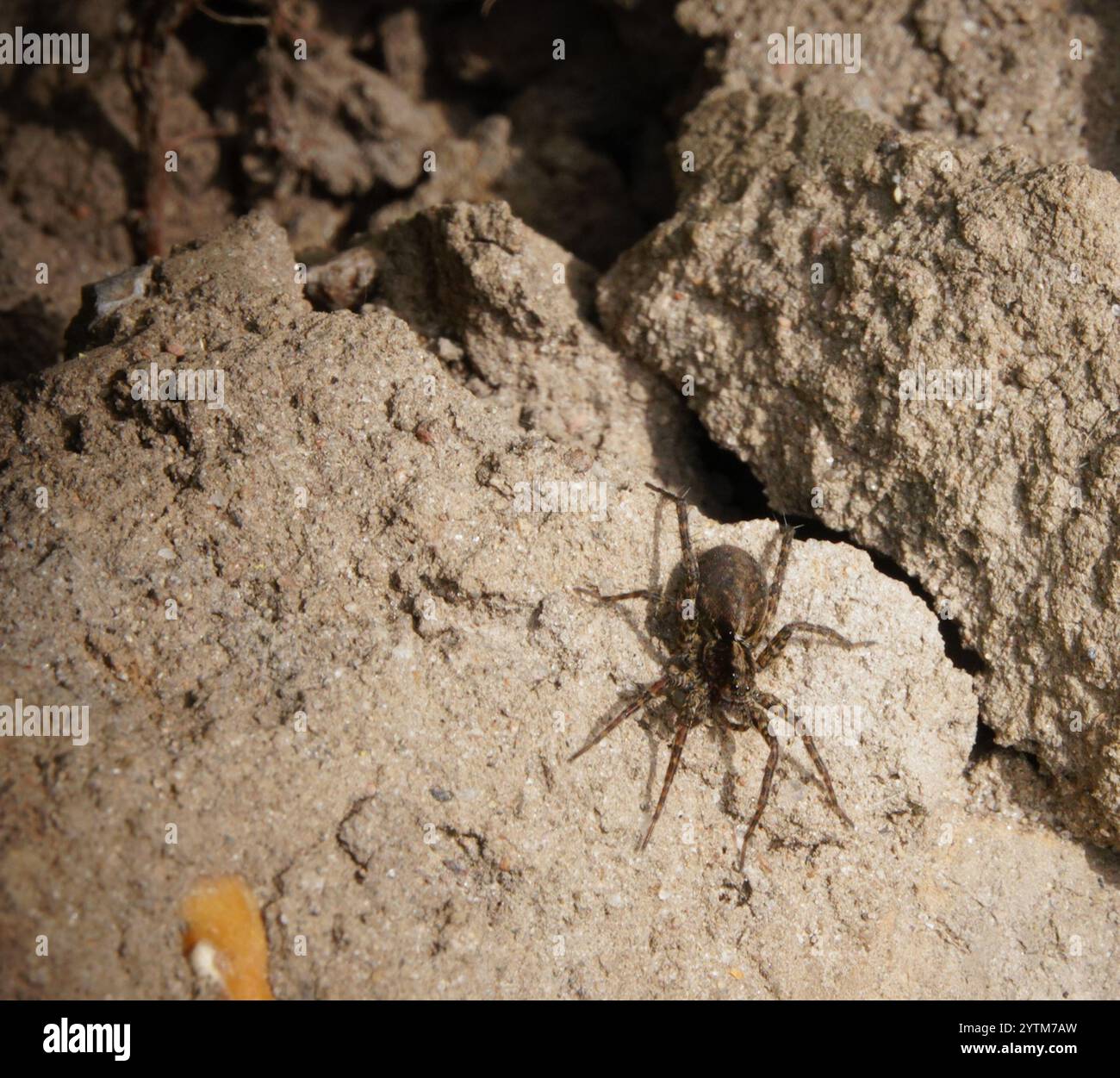 Wolf Spiders (Lycosidae Stock Photo - Alamy