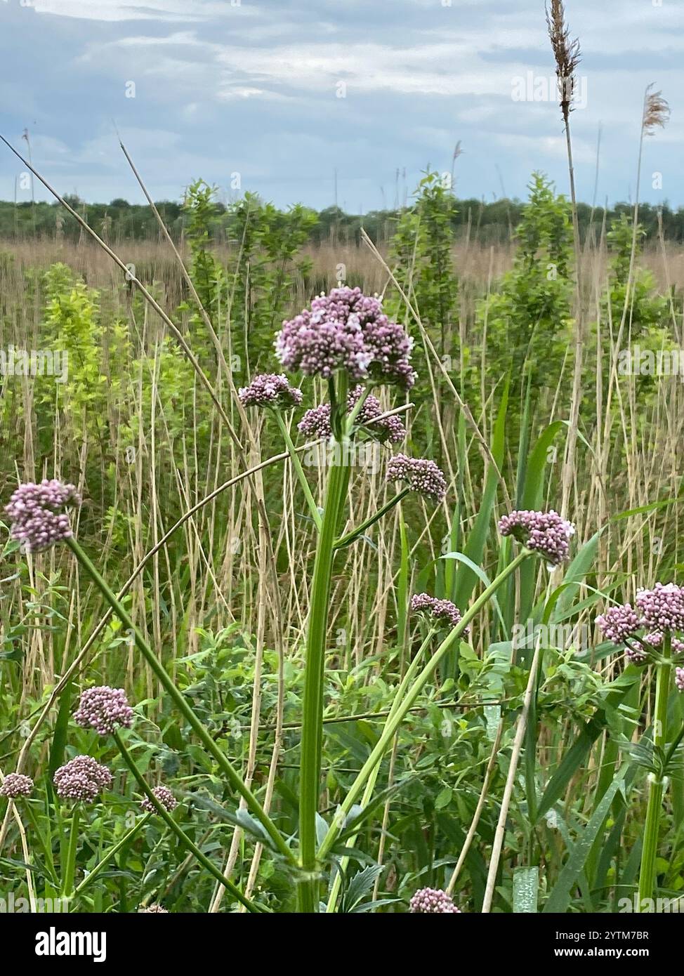 common valerian (Valeriana officinalis Stock Photo - Alamy