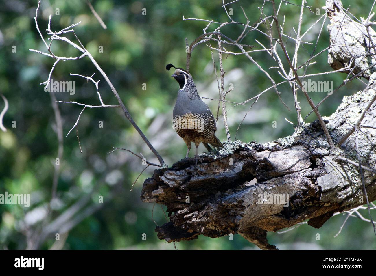 California Quail (Callipepla californica Stock Photo - Alamy