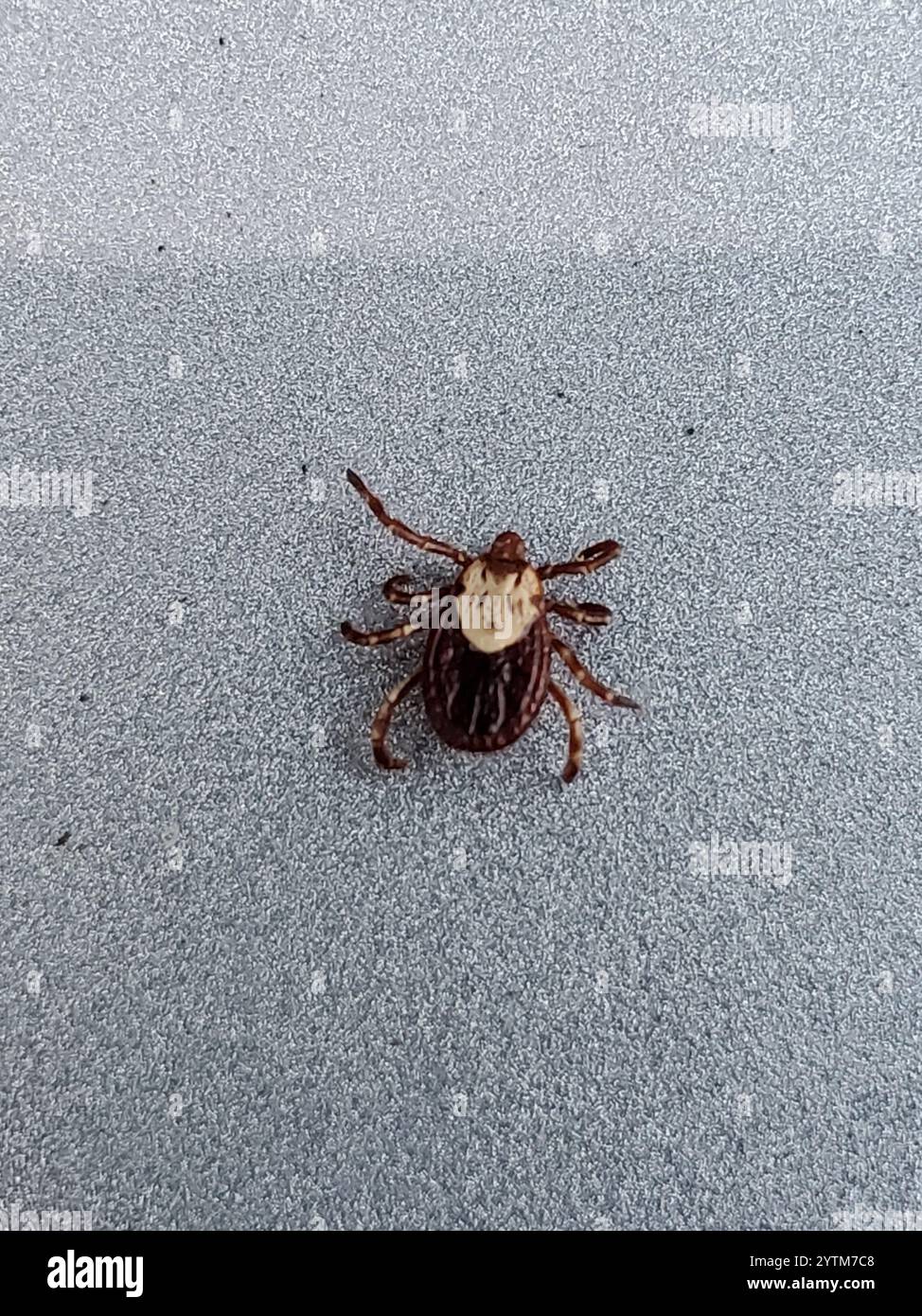 Rocky Mountain Wood Tick (Dermacentor andersoni Stock Photo - Alamy