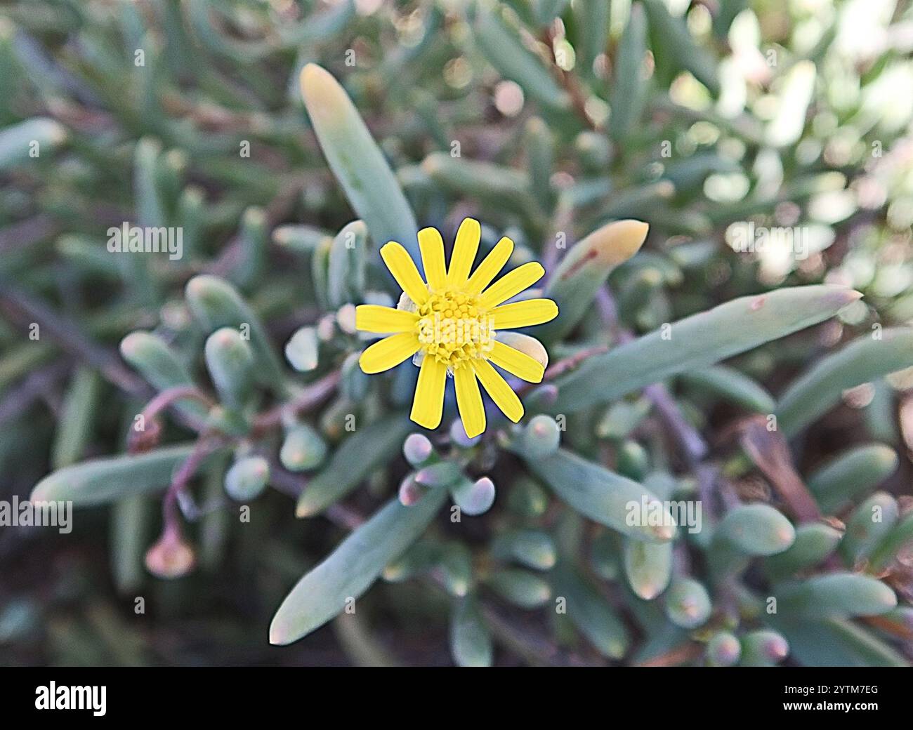 Little Pickles (Crassothonna capensis Stock Photo - Alamy