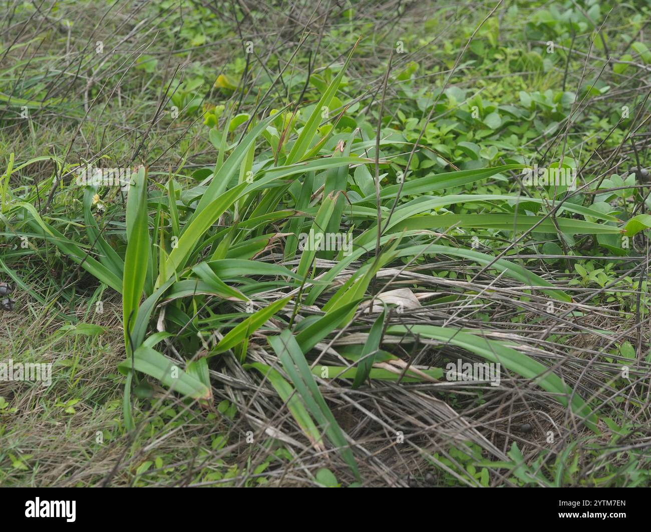 cerulean flax-lily (Dianella ensifolia Stock Photo - Alamy