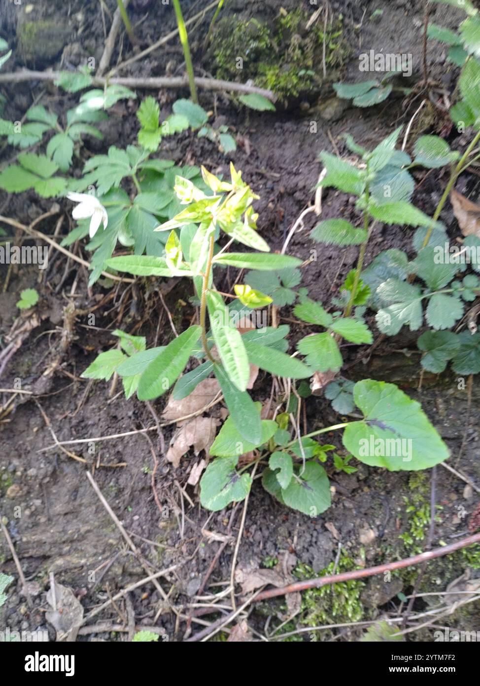 Sweet Spurge (Euphorbia dulcis Stock Photo - Alamy