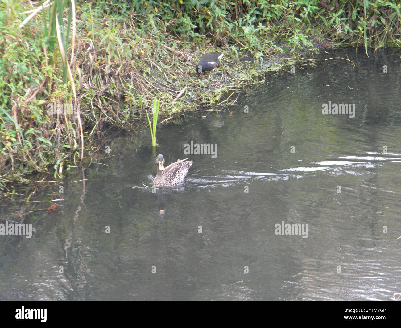 Southern Yellow-billed Duck (Anas undulata undulata Stock Photo - Alamy