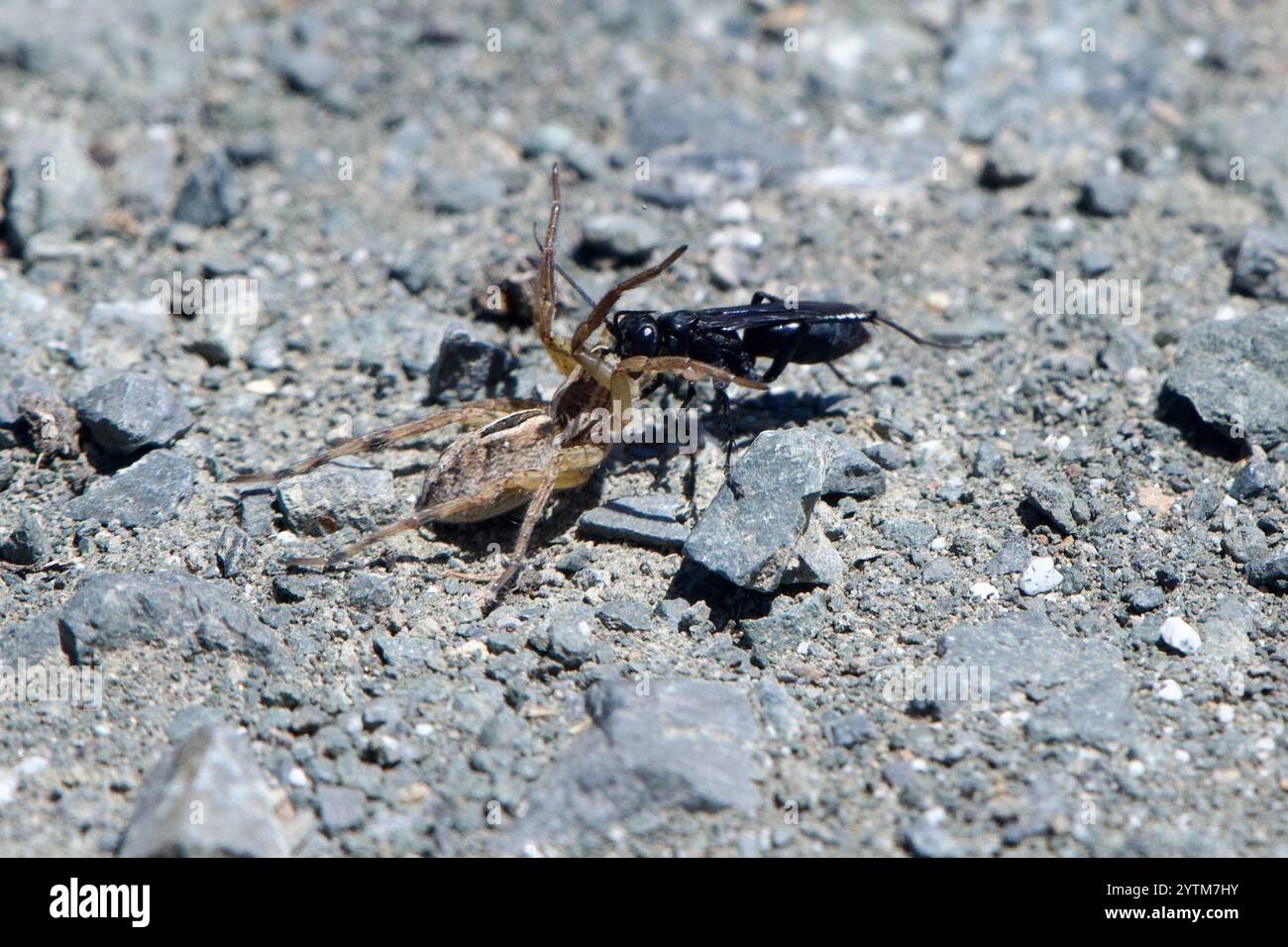 Spider Wasps (Pompilidae Stock Photo - Alamy