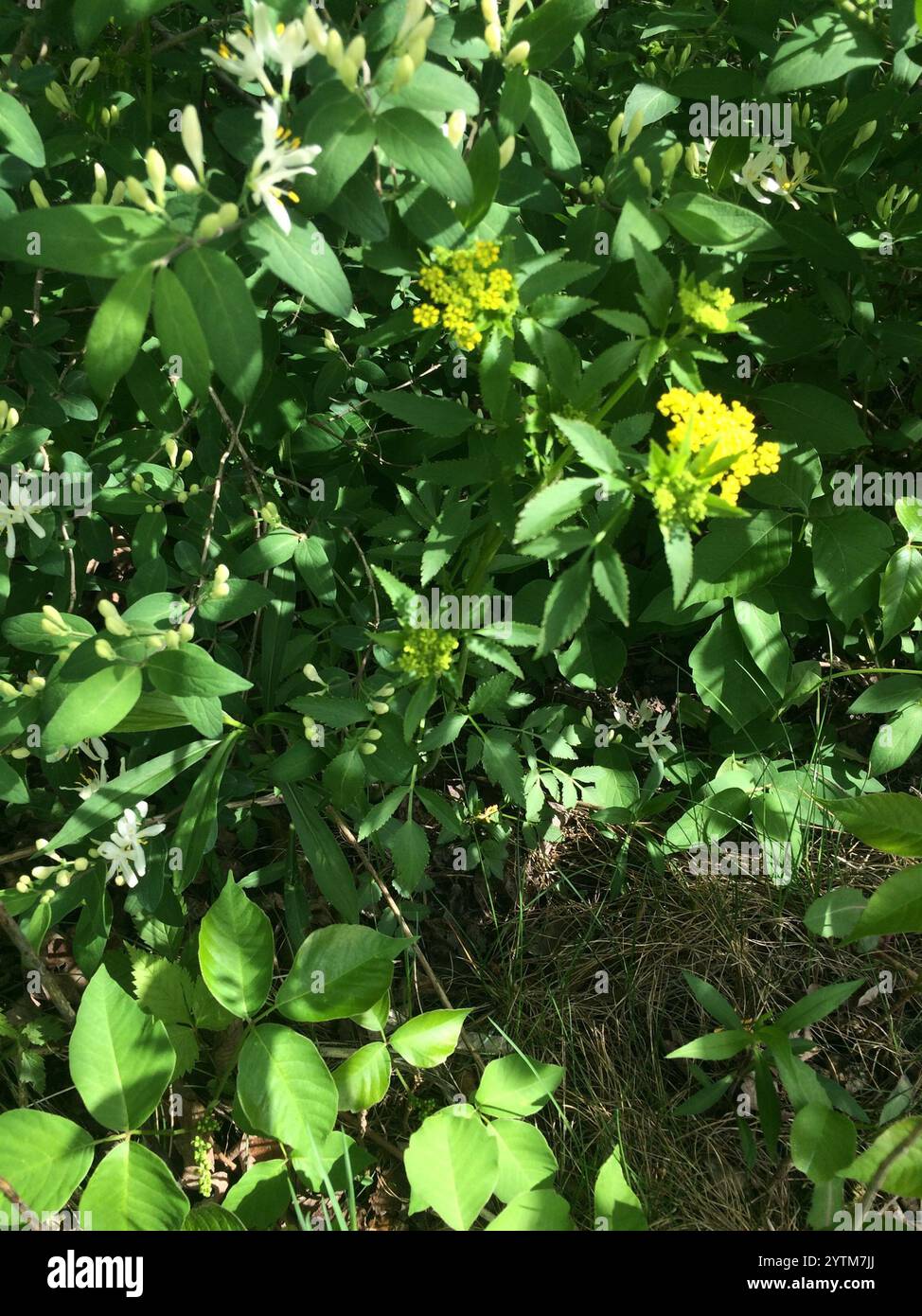 poison ivies and oaks (Toxicodendron Stock Photo - Alamy