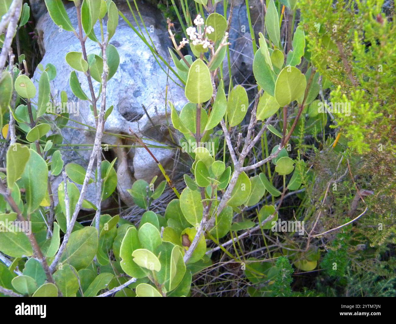 Black Ironwood (Olea capensis Stock Photo - Alamy