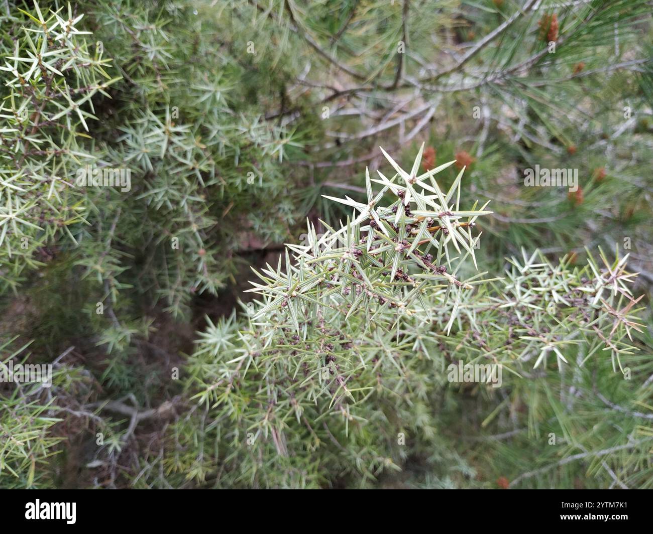 western prickly juniper (Juniperus oxycedrus Stock Photo - Alamy
