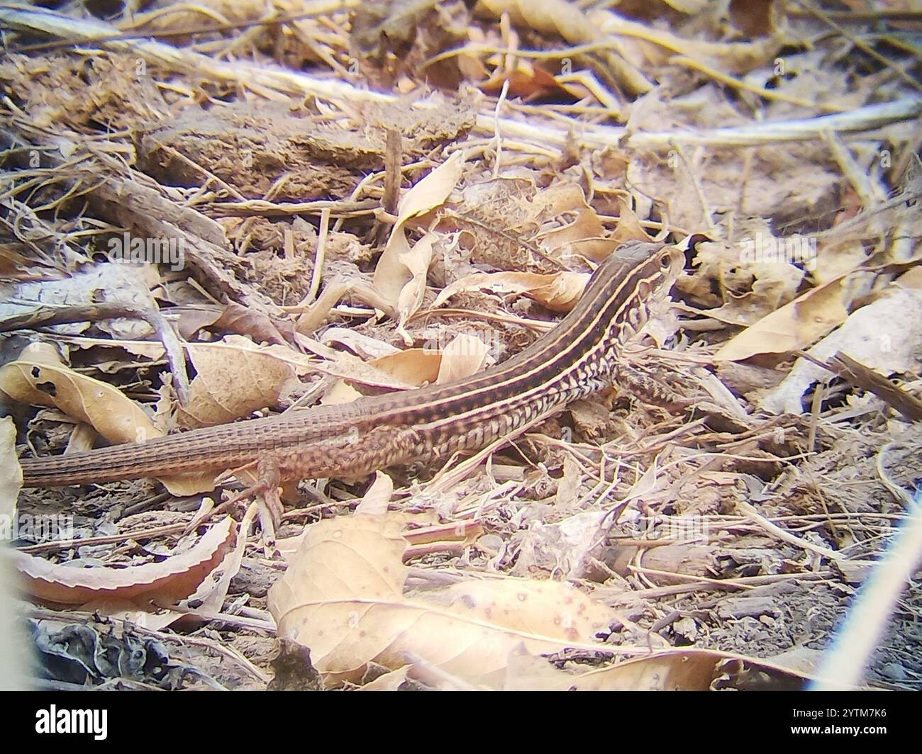Whiptail Lizards (Aspidoscelis Stock Photo - Alamy