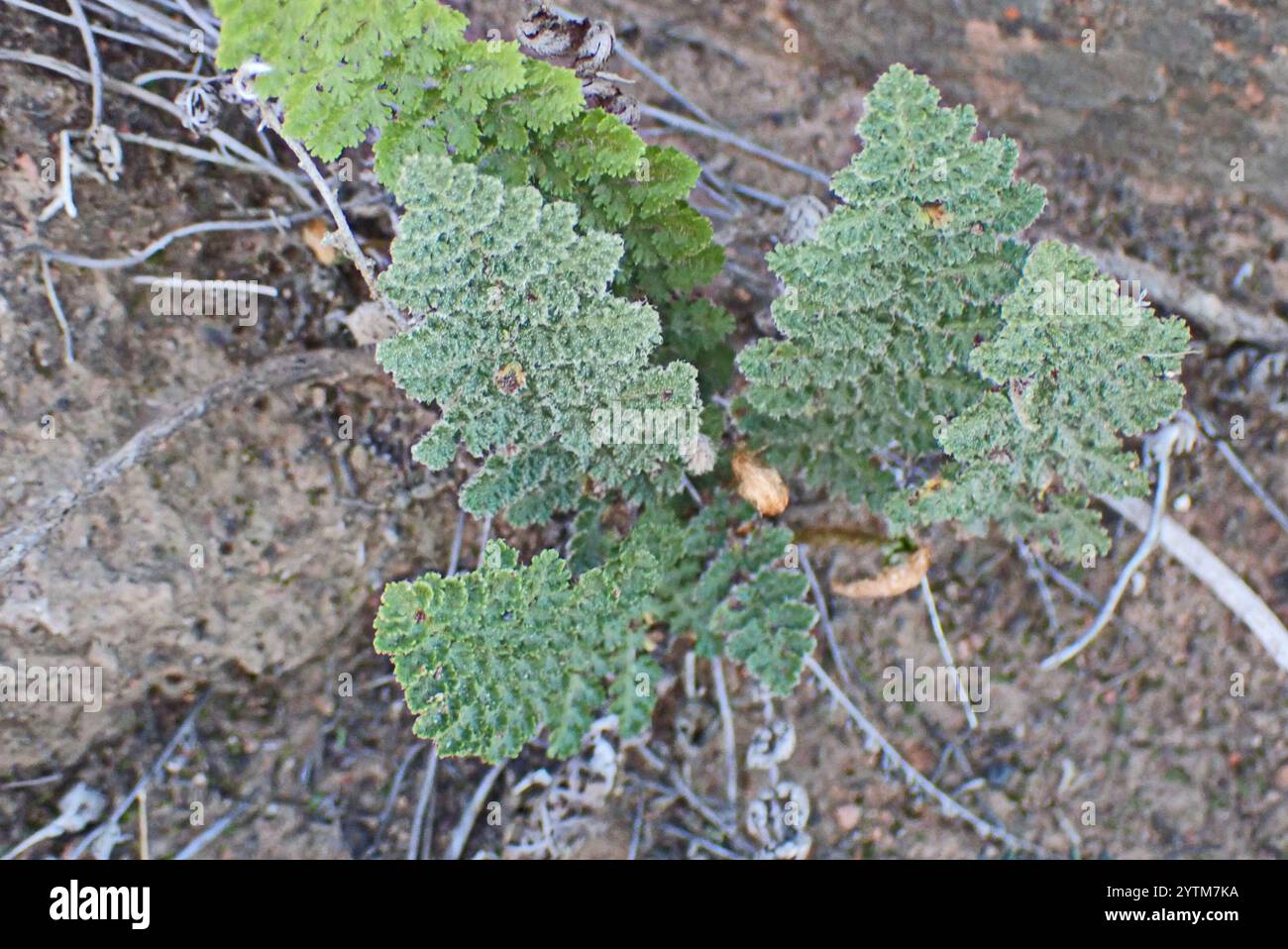 Anemia fern hi-res stock photography and images - Alamy