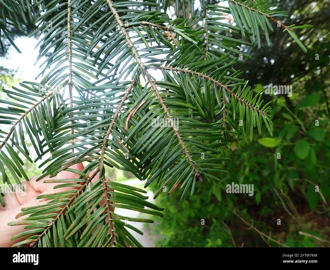 grand fir (Abies grandis Stock Photo - Alamy