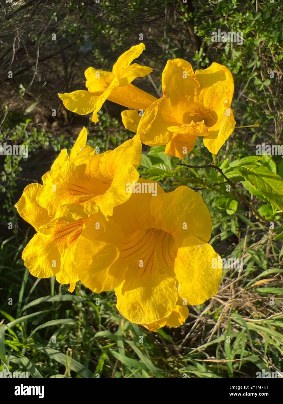 yellow trumpet flower (Tecoma stans Stock Photo - Alamy
