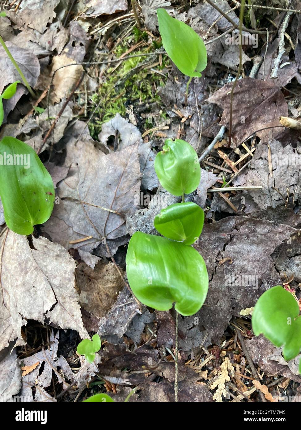Canada mayflower (Maianthemum canadense Stock Photo - Alamy