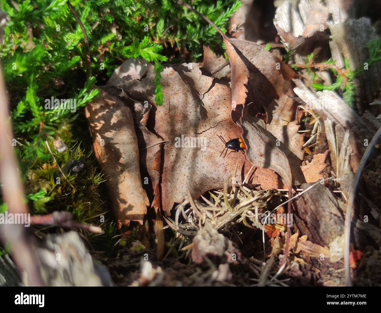 Click Beetles (Elateridae Stock Photo - Alamy