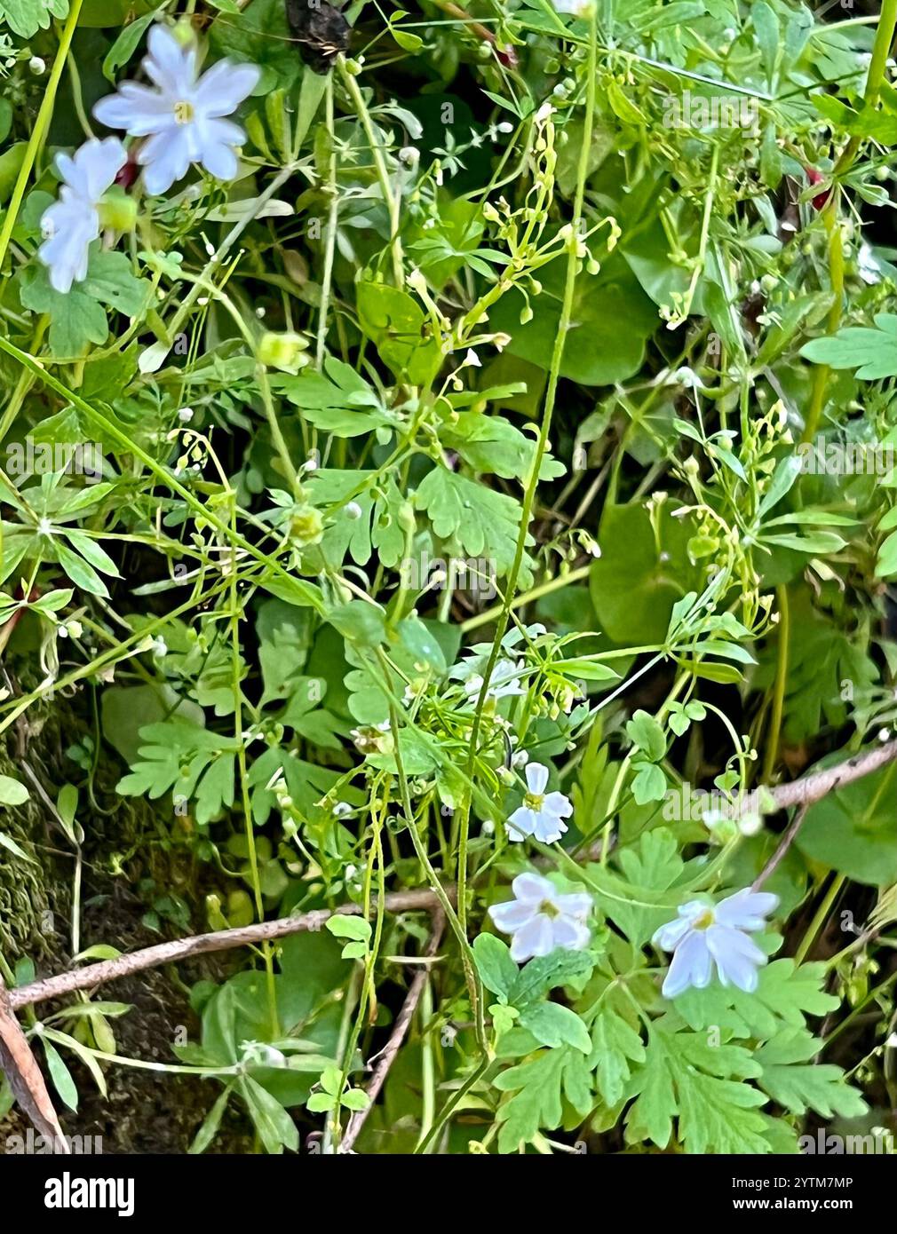 hillside woodland star (Lithophragma heterophyllum Stock Photo - Alamy