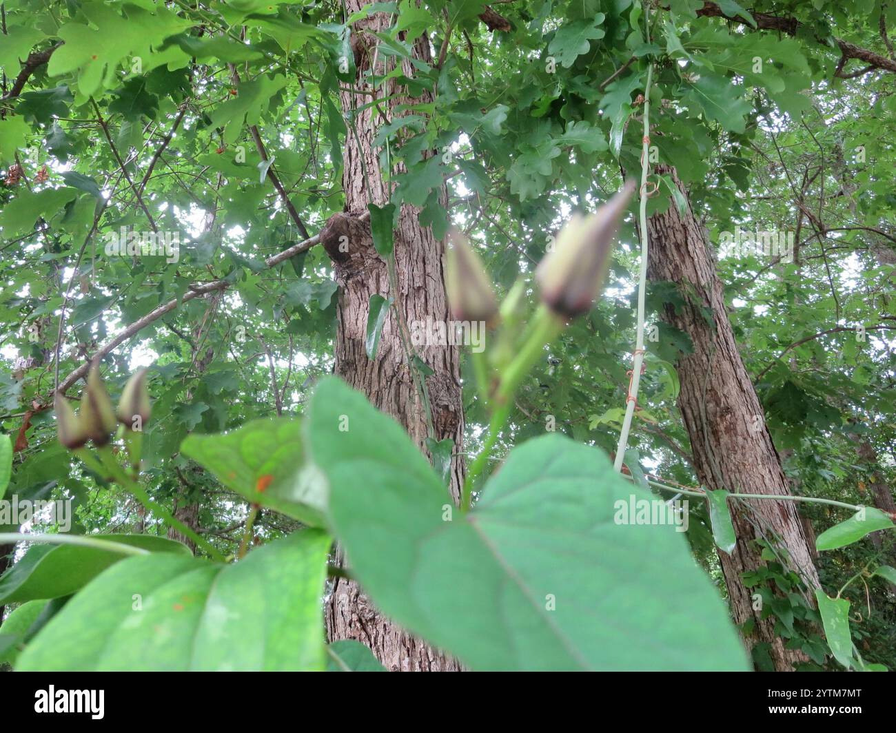 white oak (Quercus alba Stock Photo - Alamy