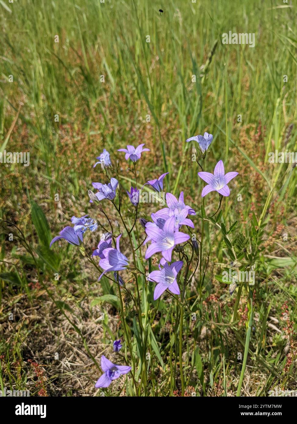 Spreading Bellflower (Campanula patula Stock Photo - Alamy