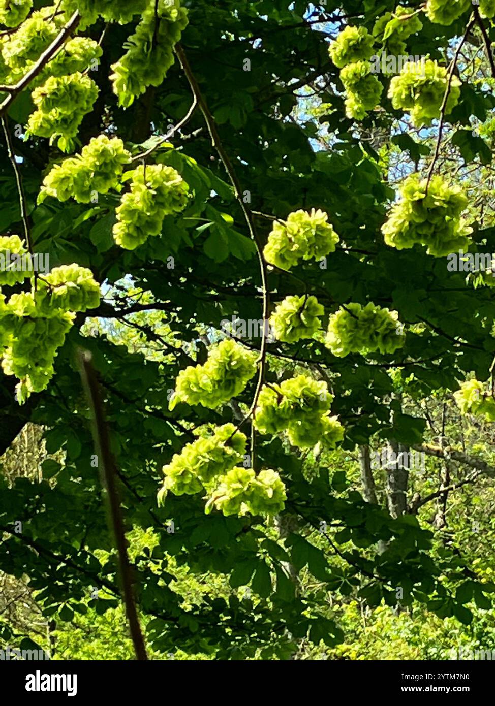 Wych Elm (Ulmus glabra Stock Photo - Alamy