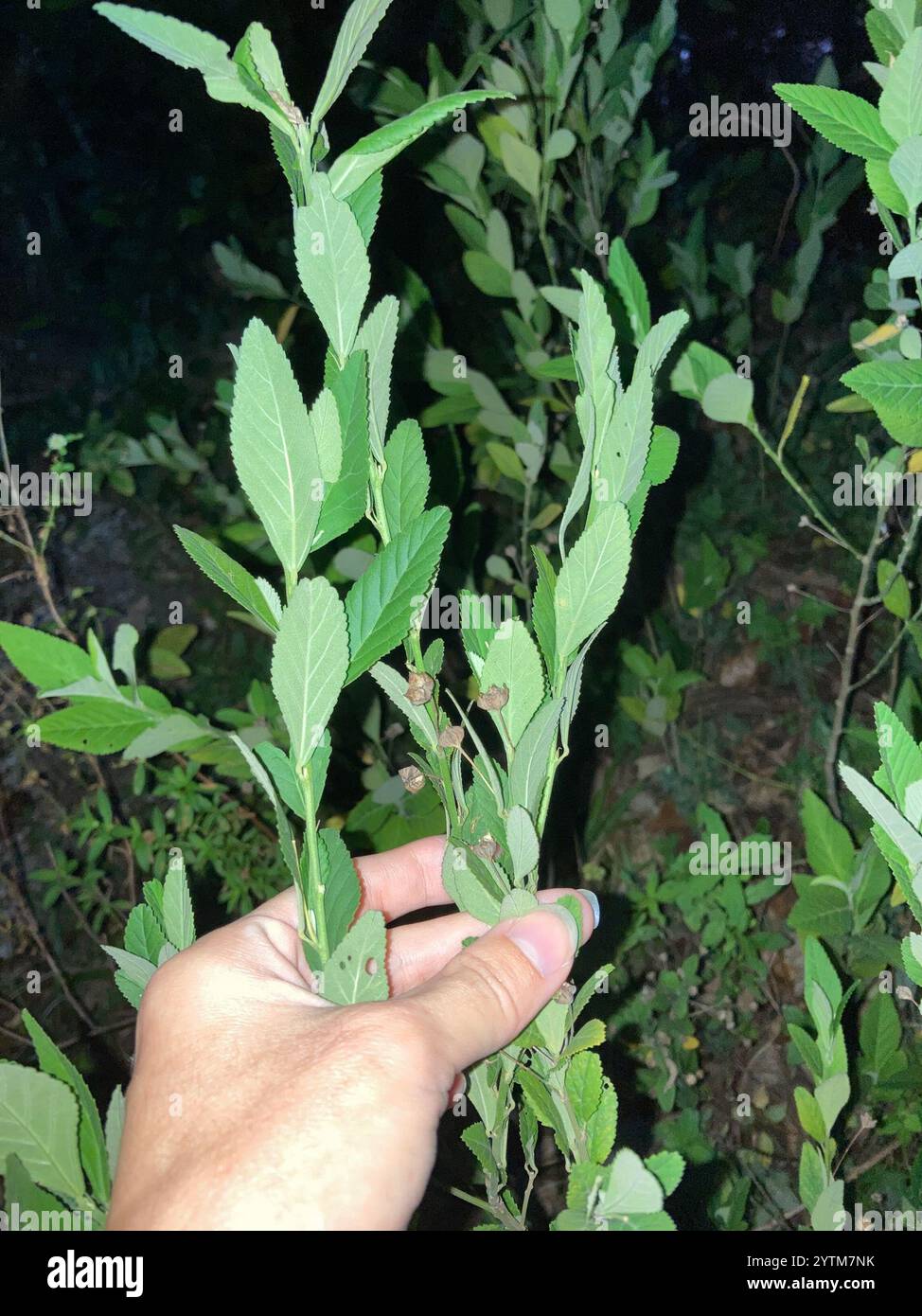 Cuban jute (Sida rhombifolia Stock Photo - Alamy