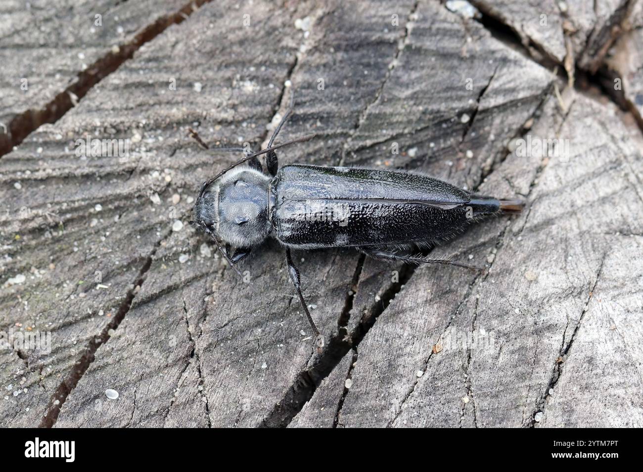 Longhorn wood boring beetle hi-res stock photography and images - Alamy