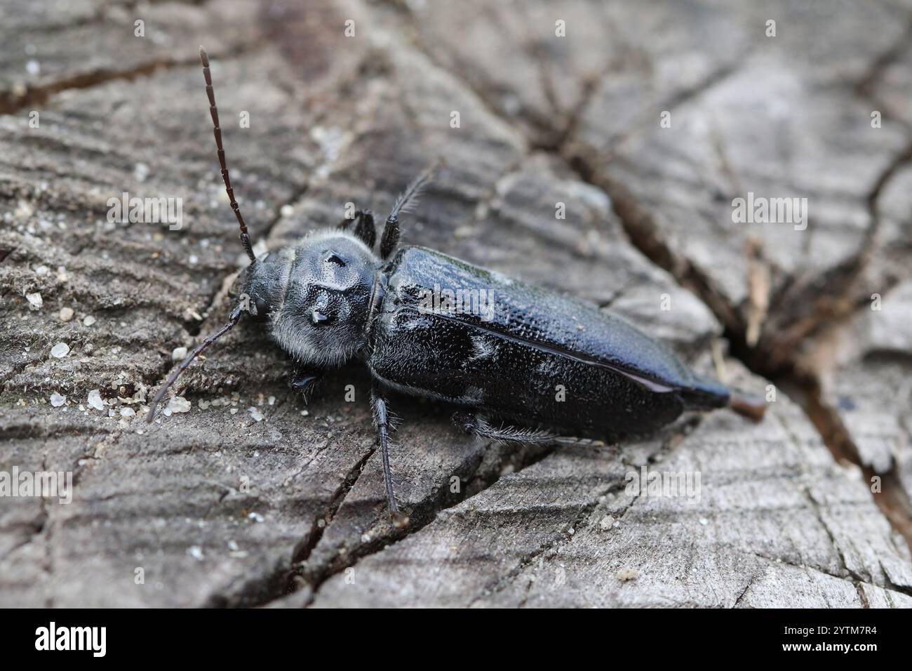 Longhorn wood boring beetle hi-res stock photography and images - Alamy