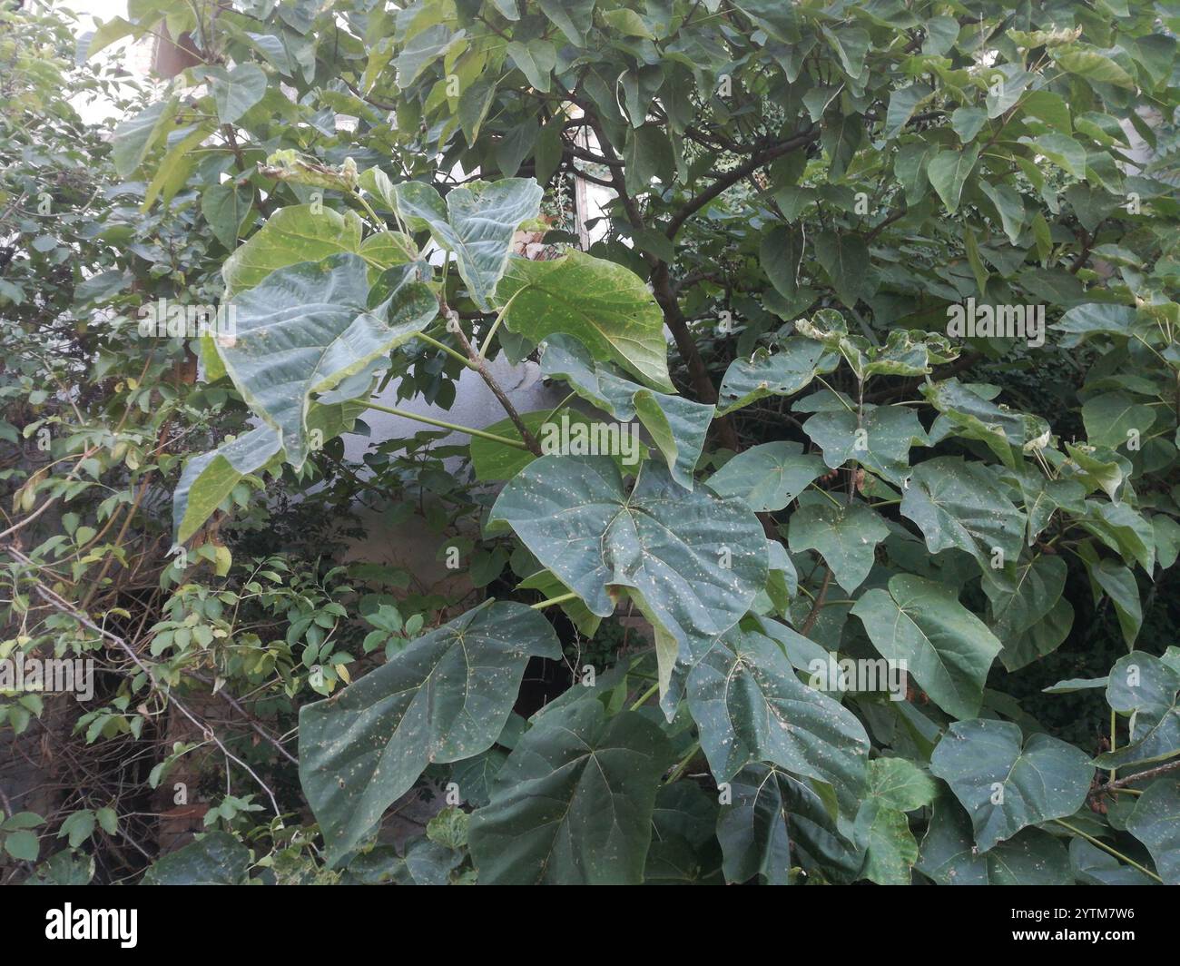 princess tree (Paulownia tomentosa Stock Photo - Alamy