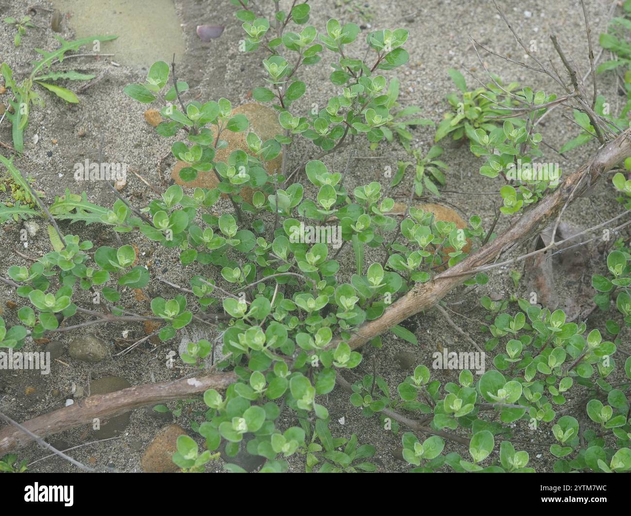 Beach Vitex (Vitex rotundifolia Stock Photo - Alamy