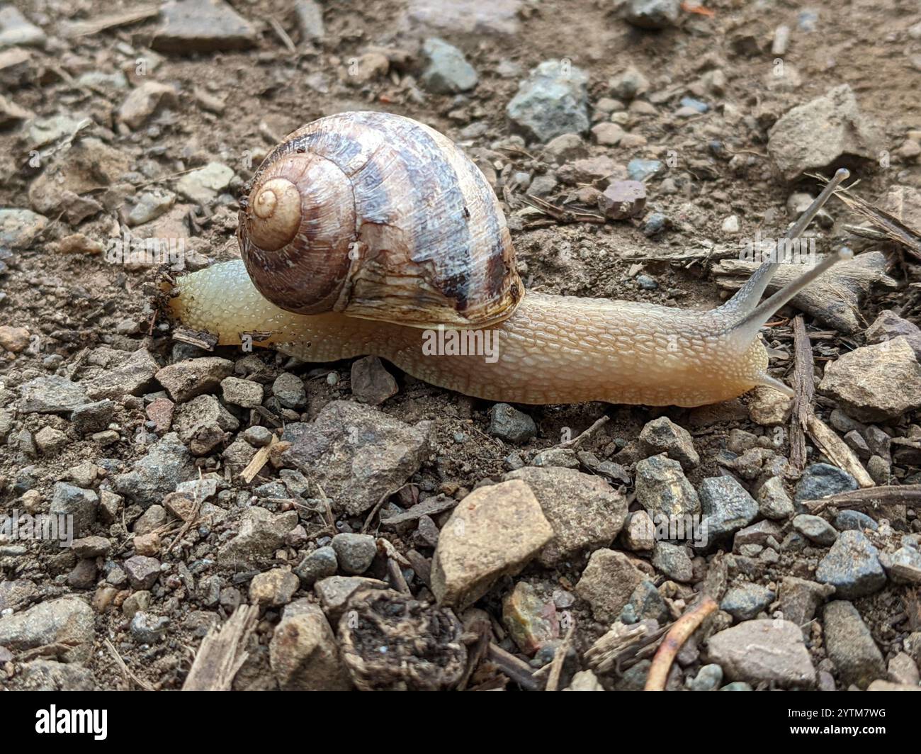 Garden Snail (Cornu aspersum Stock Photo - Alamy
