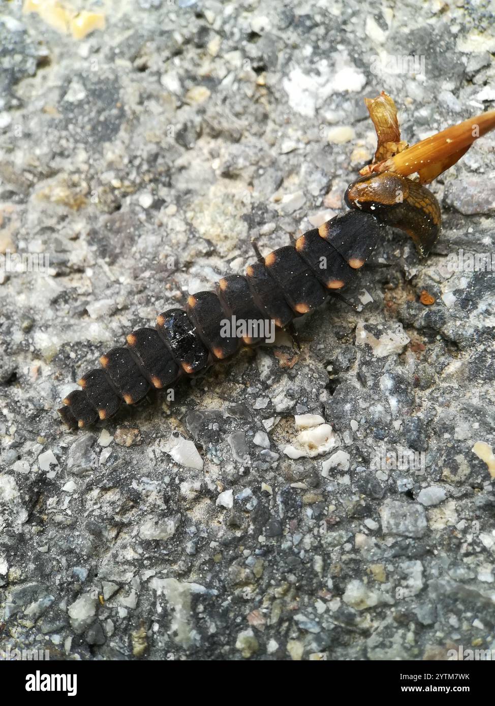 European Glow-worm (Lampyris noctiluca Stock Photo - Alamy