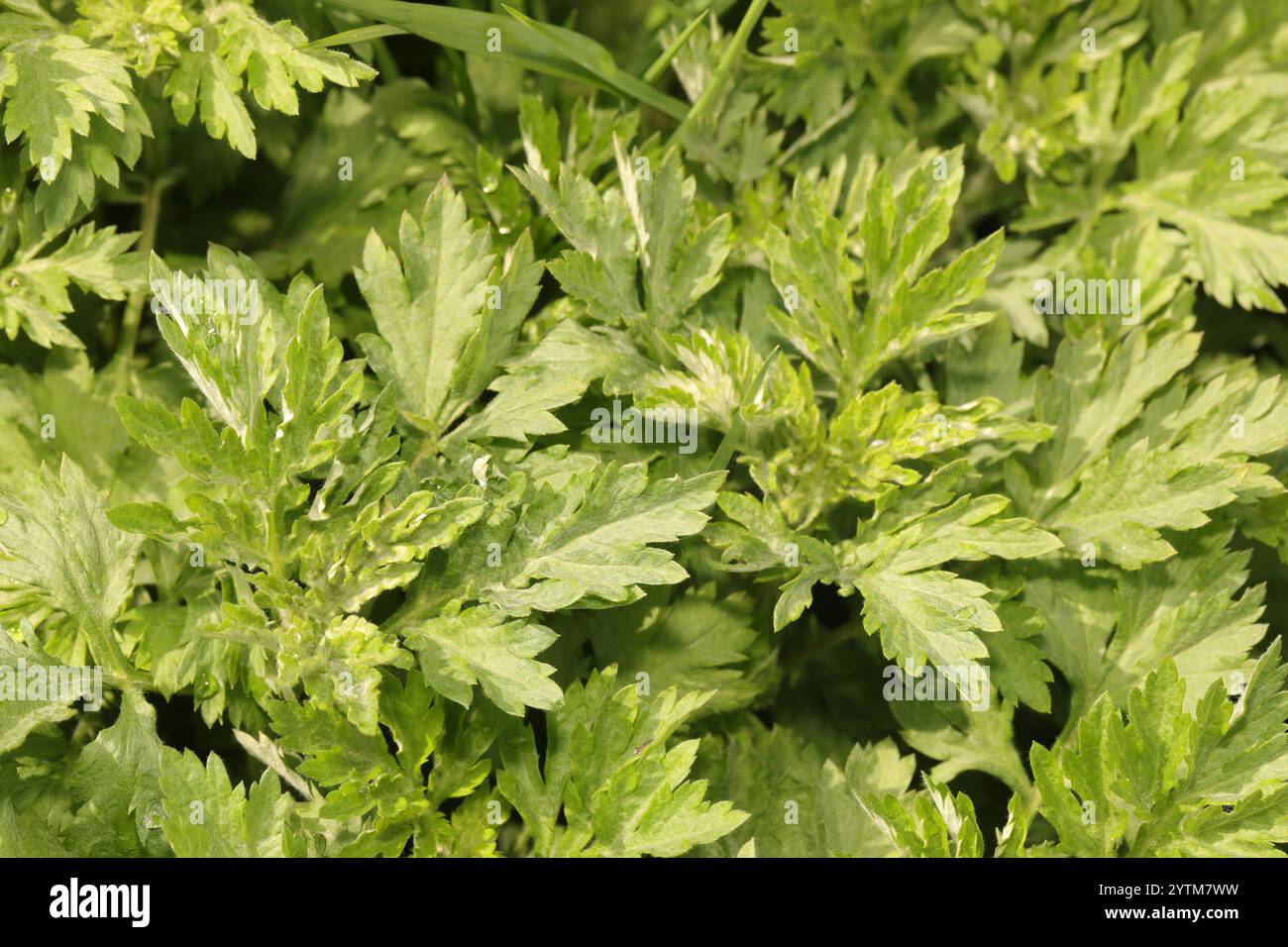 common mugwort (Artemisia vulgaris Stock Photo - Alamy