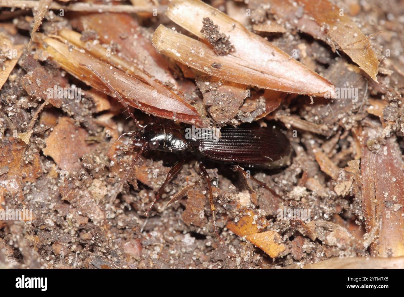 European Gazelle Beetle (Nebria brevicollis Stock Photo - Alamy