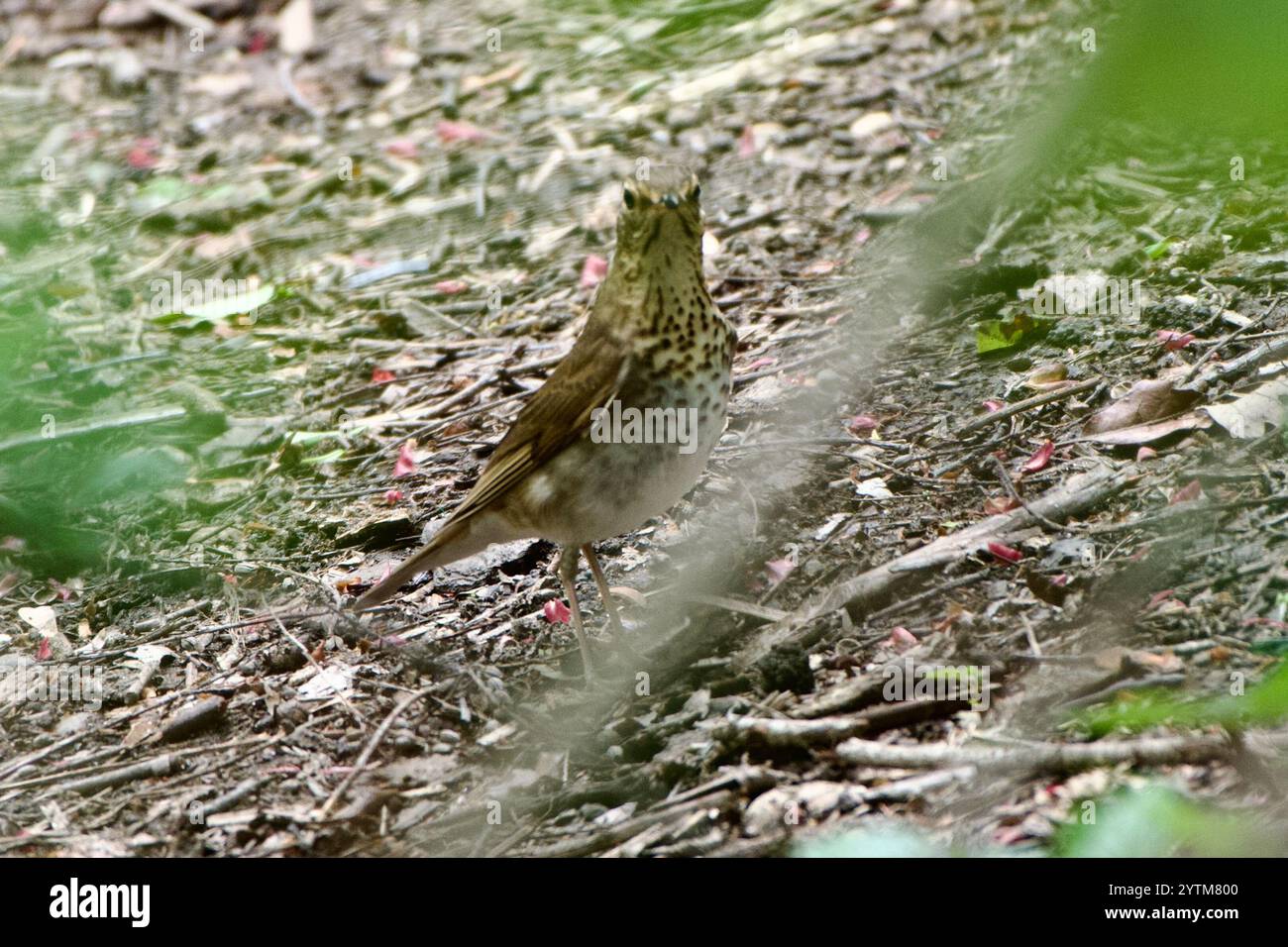 Swainson's Thrush (Catharus ustulatus Stock Photo - Alamy