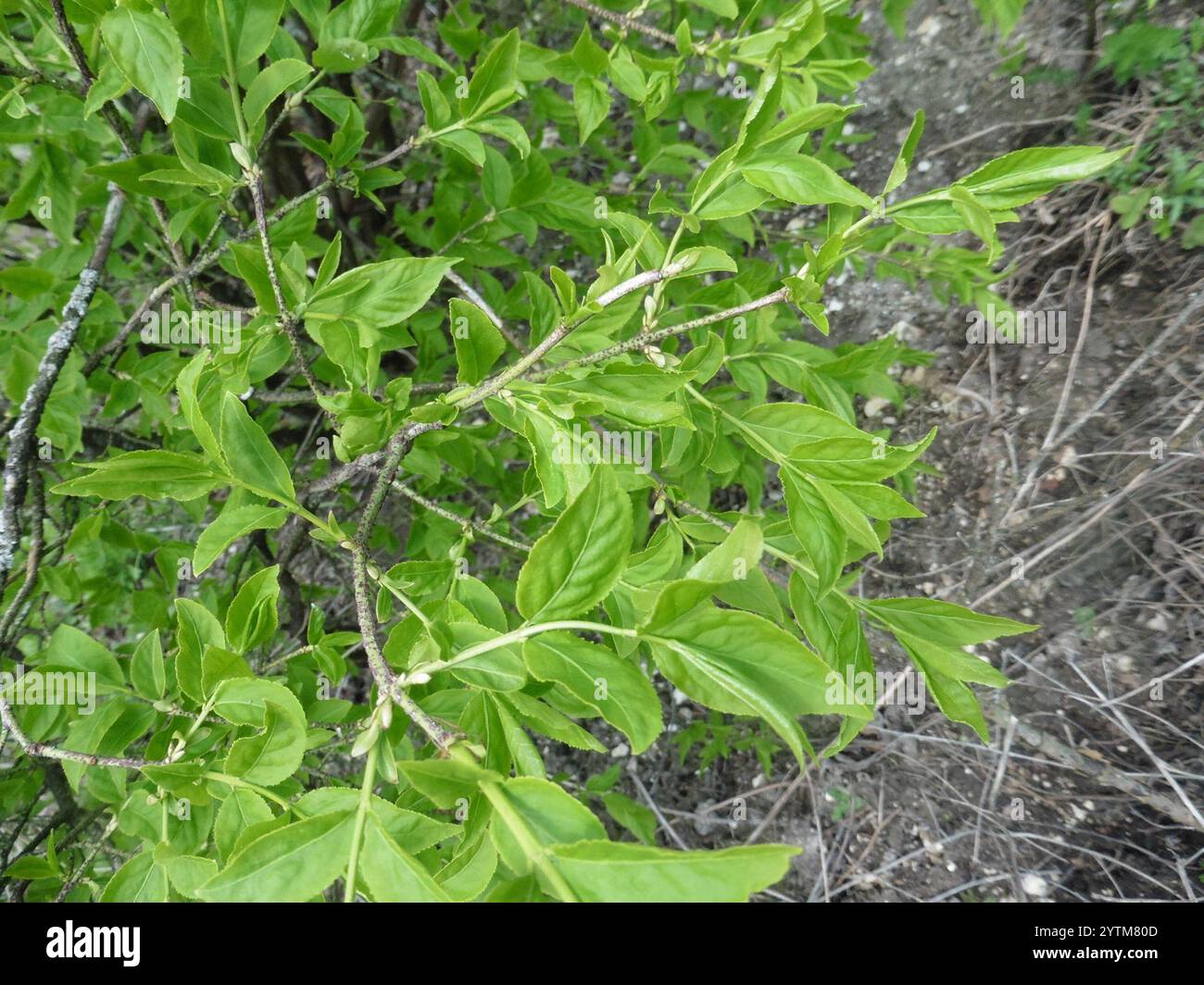 Warty-barked Spindle (Euonymus verrucosus Stock Photo - Alamy