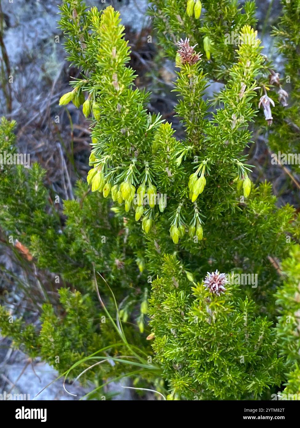 Red Hanging Heath (Erica coccinea coccinea Stock Photo - Alamy
