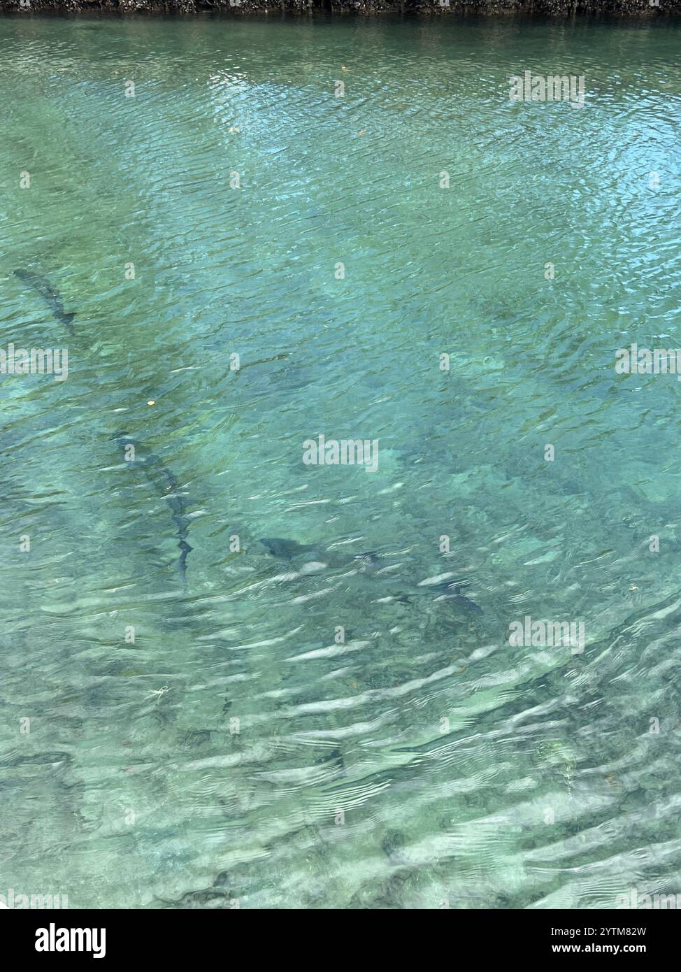 Atlantic Tarpon (Megalops atlanticus Stock Photo - Alamy