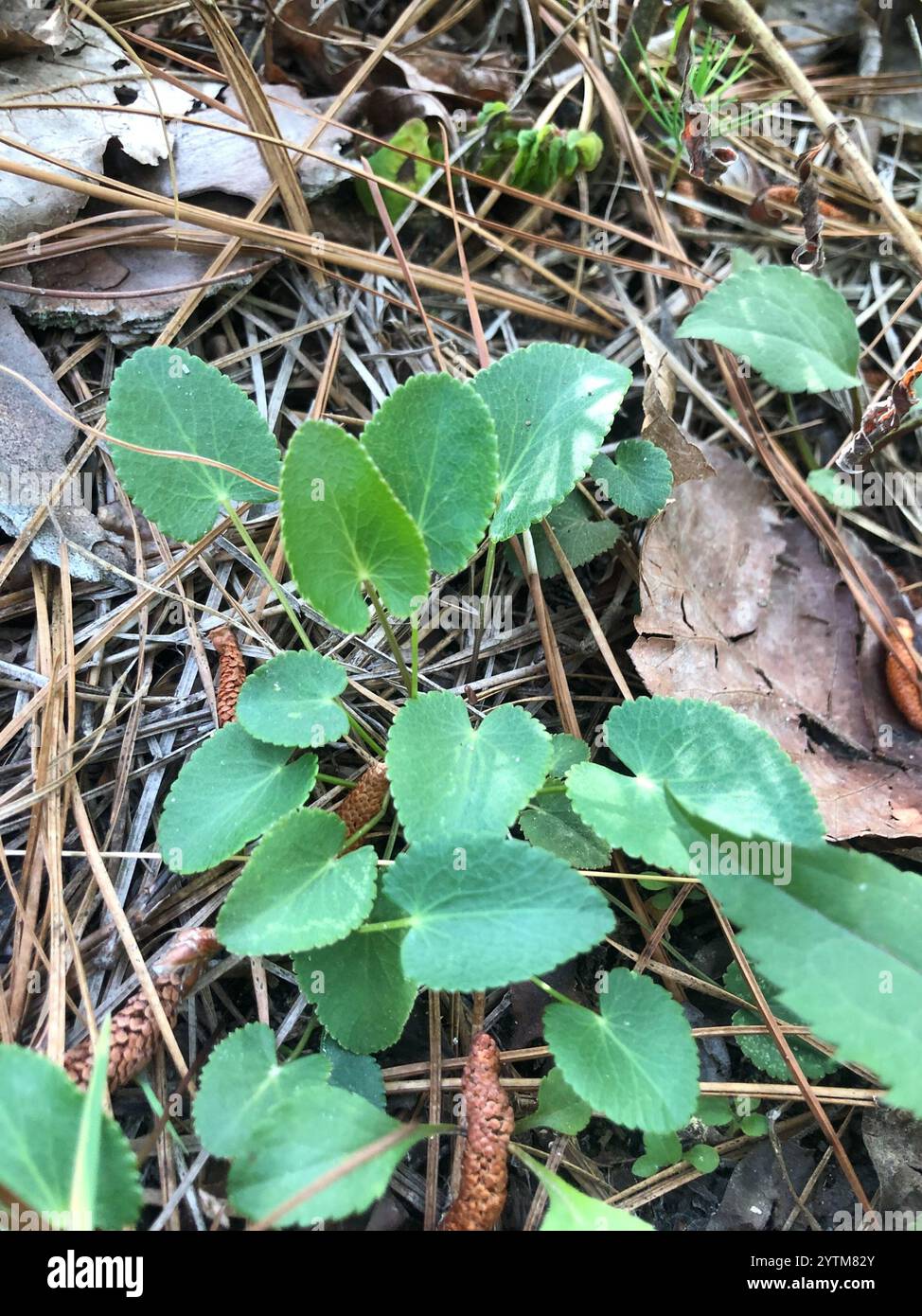 heart-leaf golden Alexanders (Zizia aptera Stock Photo - Alamy