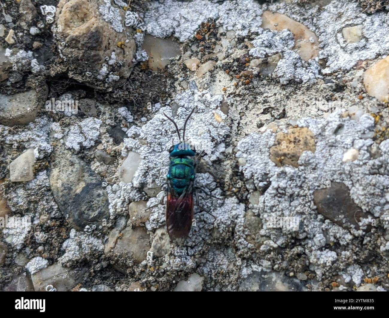 Ruby-tailed Cuckoo Wasps (Chrysis ignita Stock Photo - Alamy
