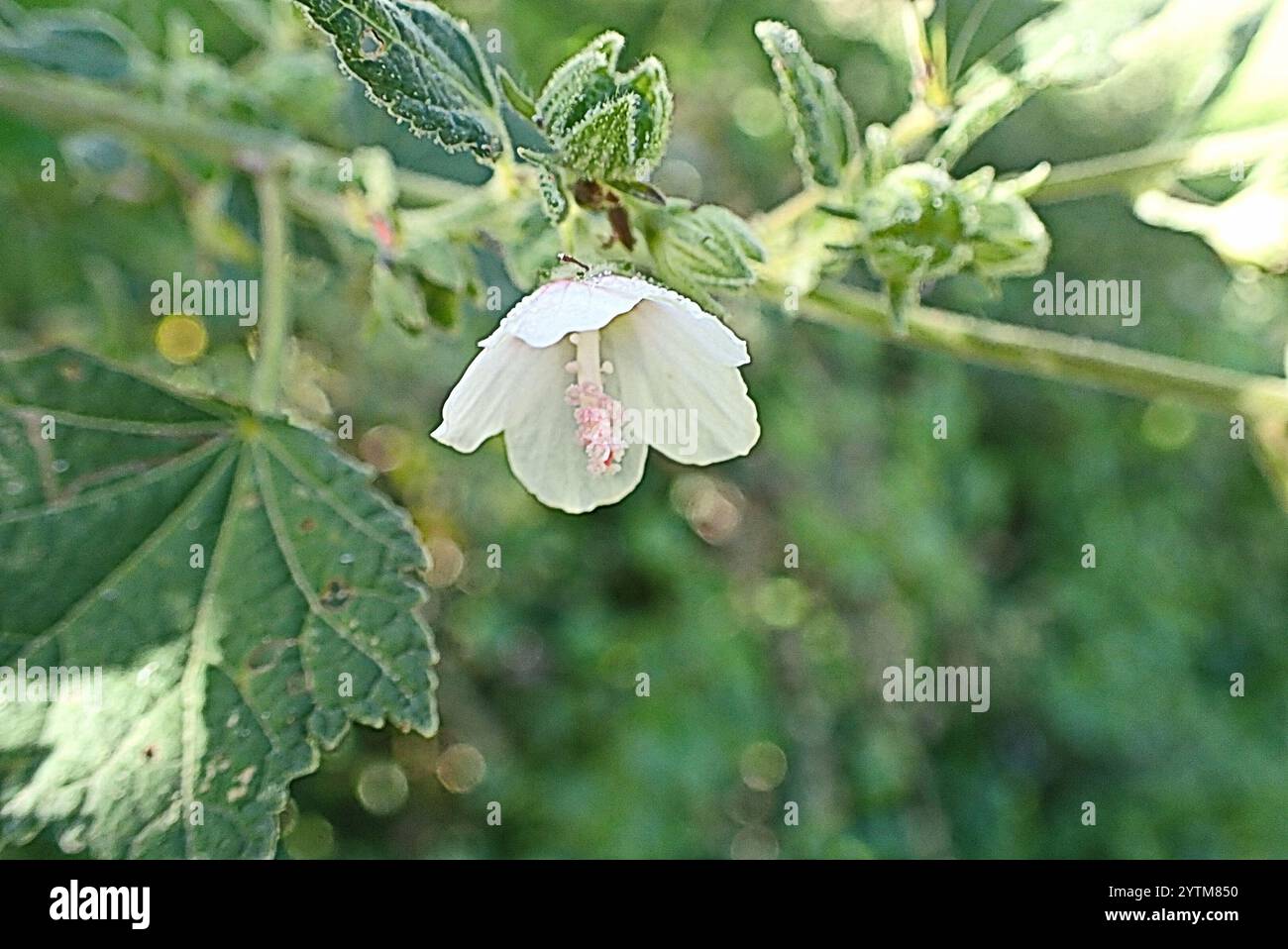Pink swampmallow hi-res stock photography and images - Alamy