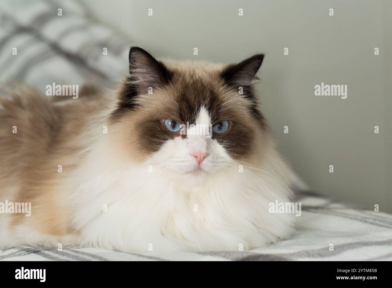 Portrait of a beautiful Ragdoll cat in a home environment Stock Photo ...
