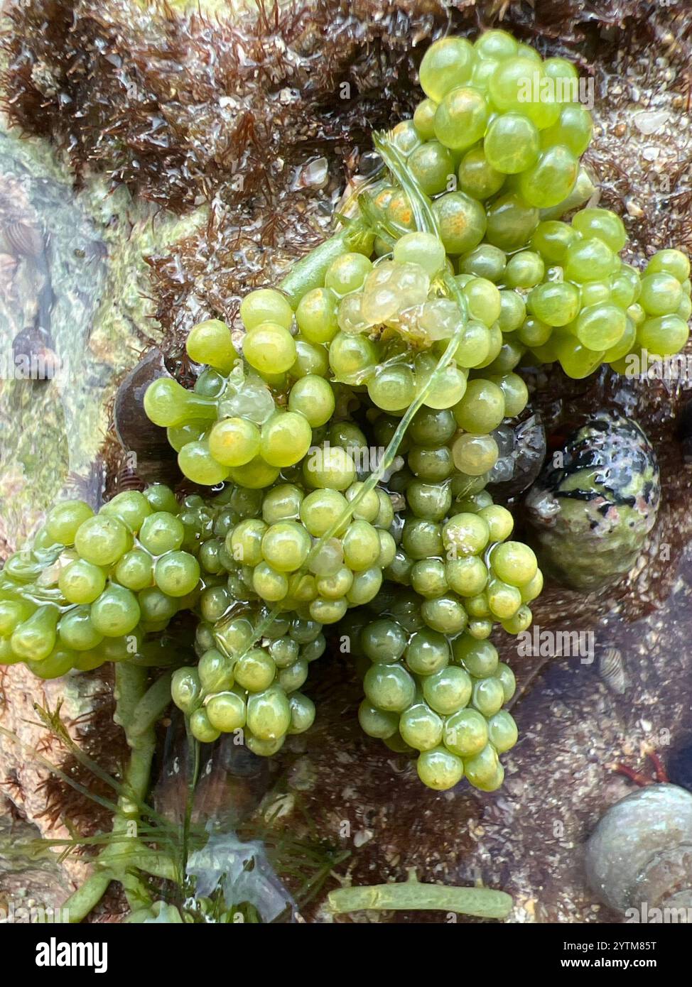 Sea Grapes (Caulerpa racemosa Stock Photo - Alamy