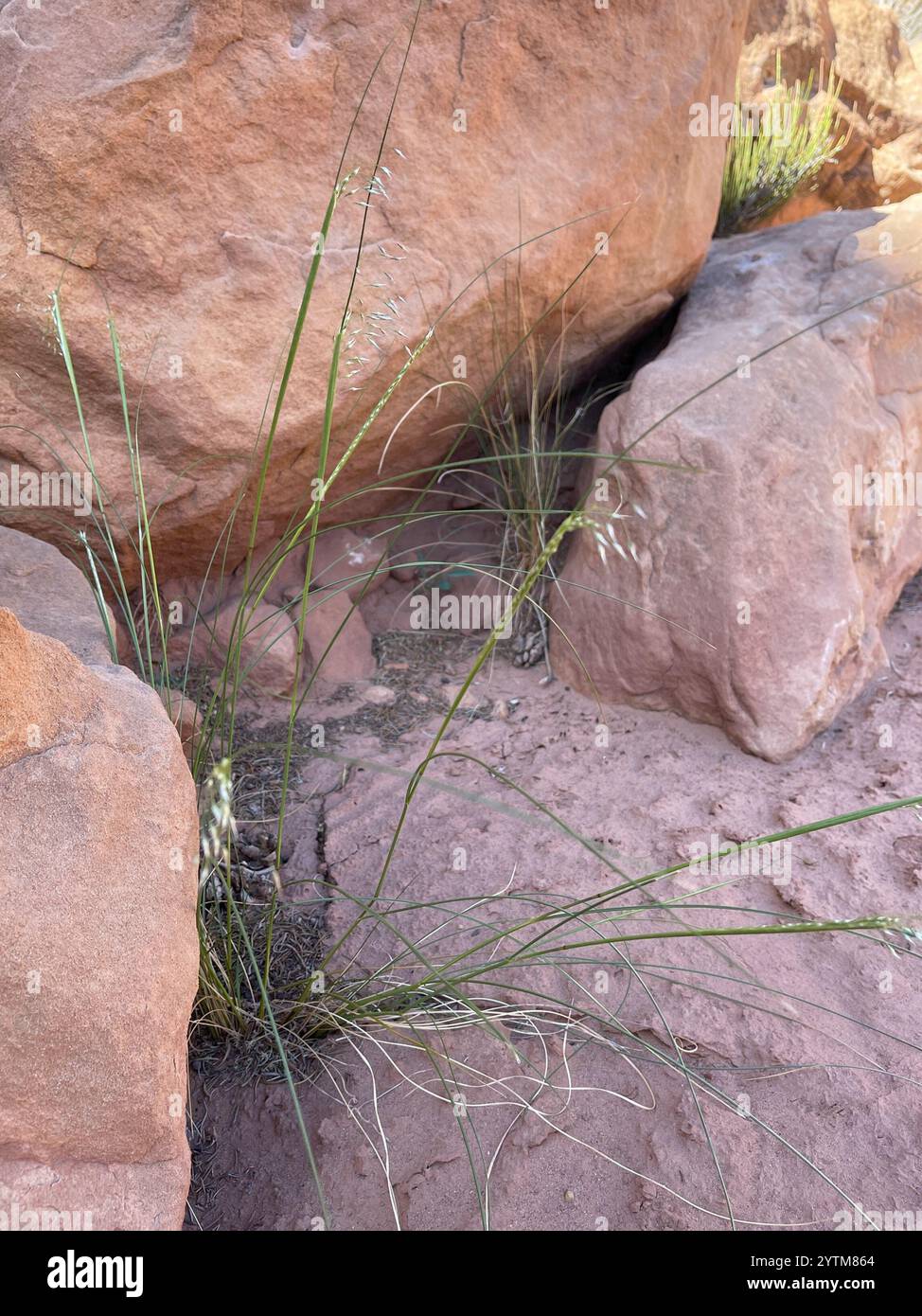 Sand Ricegrass (Eriocoma hymenoides Stock Photo - Alamy