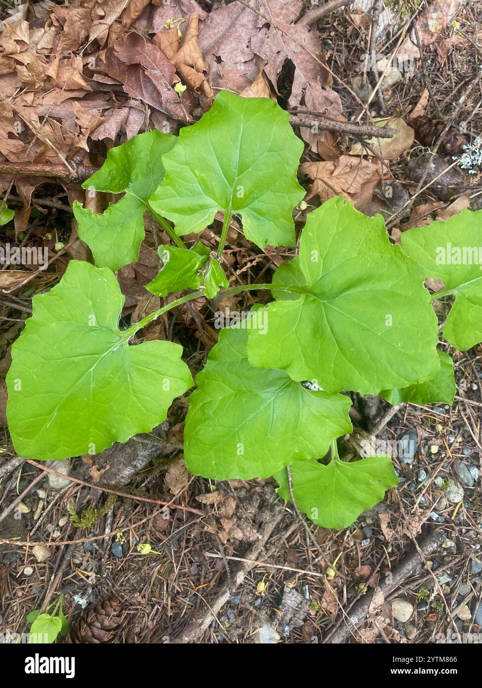 Trailplant hi-res stock photography and images - Alamy