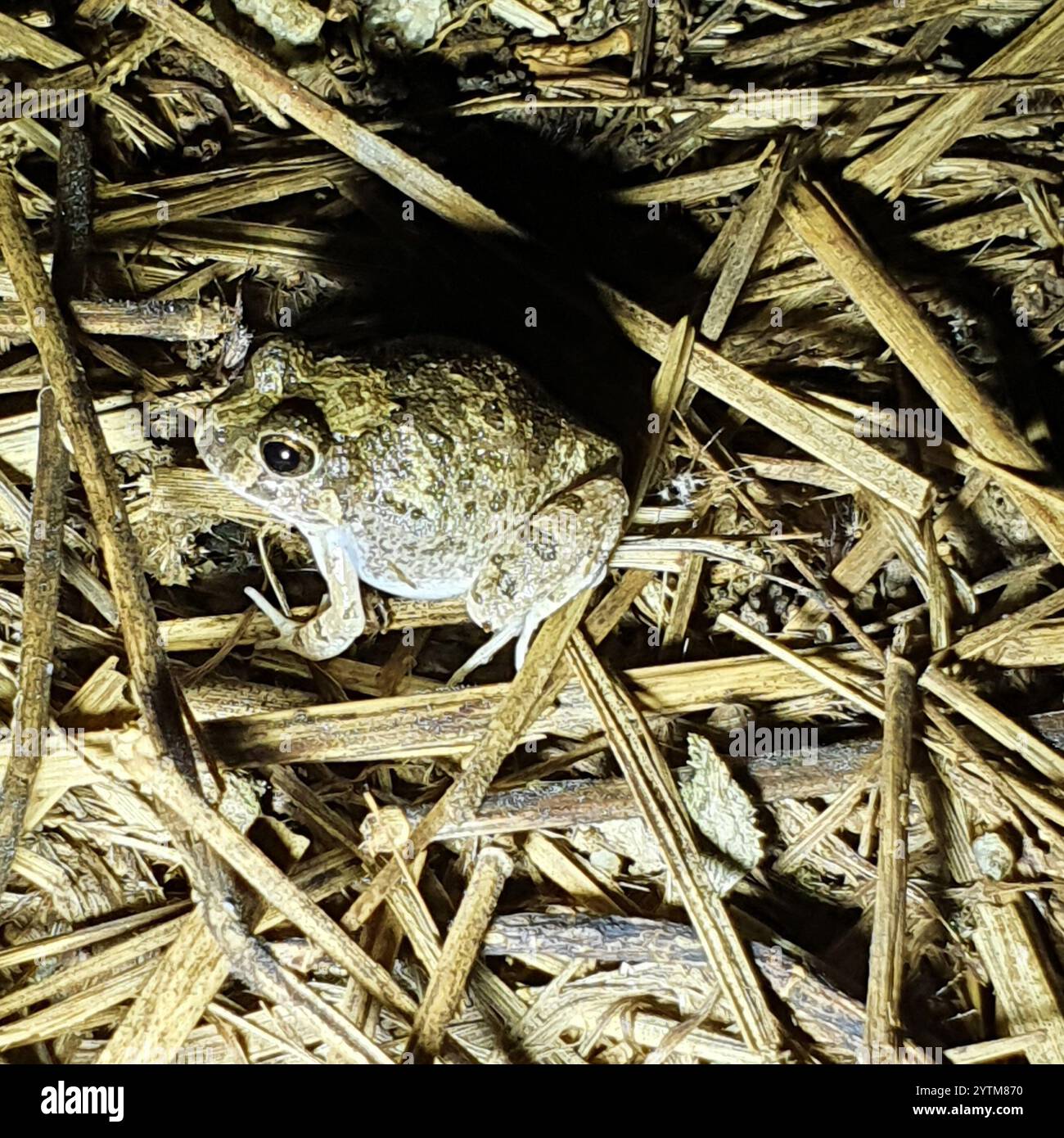 Ornate Burrowing Frog (Platyplectrum ornatum Stock Photo - Alamy