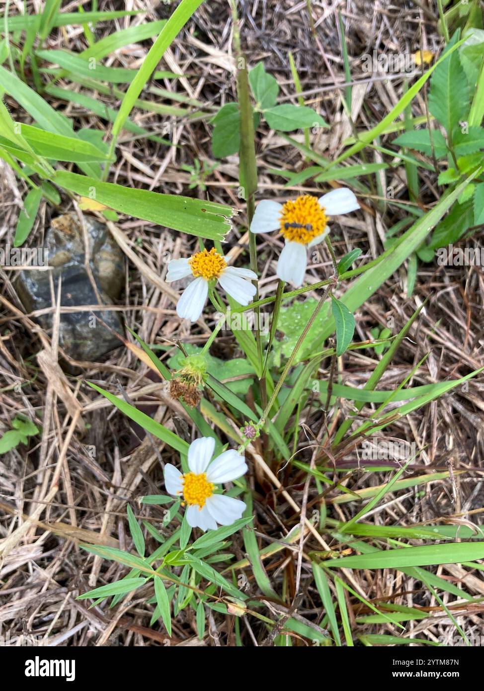 flowering plants (Angiospermae Stock Photo - Alamy